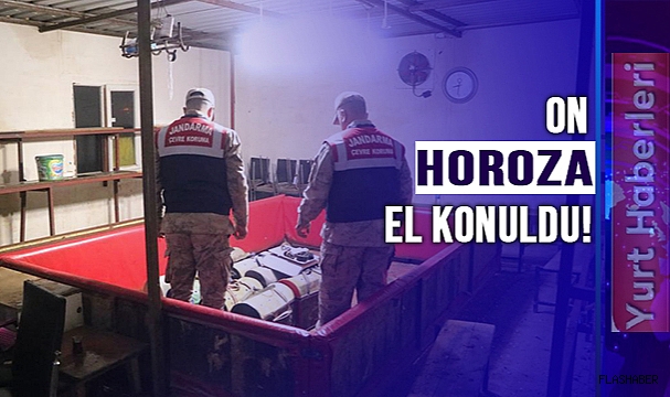 HOROZ DÖVÜŞÇÜLERİNE SUÇ ÜSTÜ - Asayiş - Sinop Flaş Haber